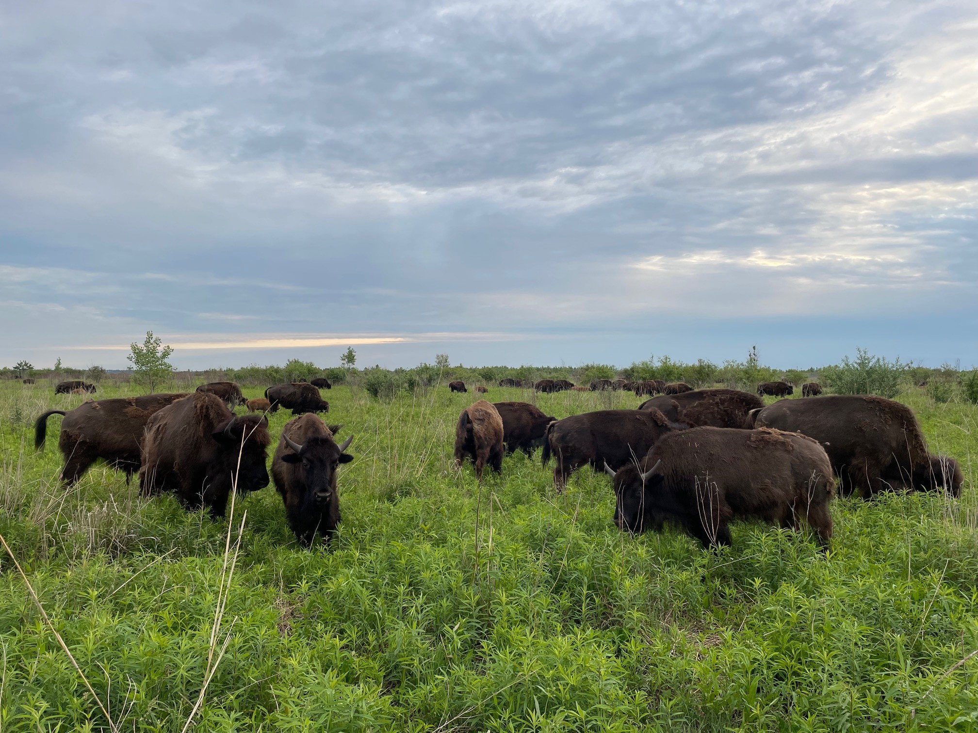 Bison, by the Numbers – Friends of the Sands