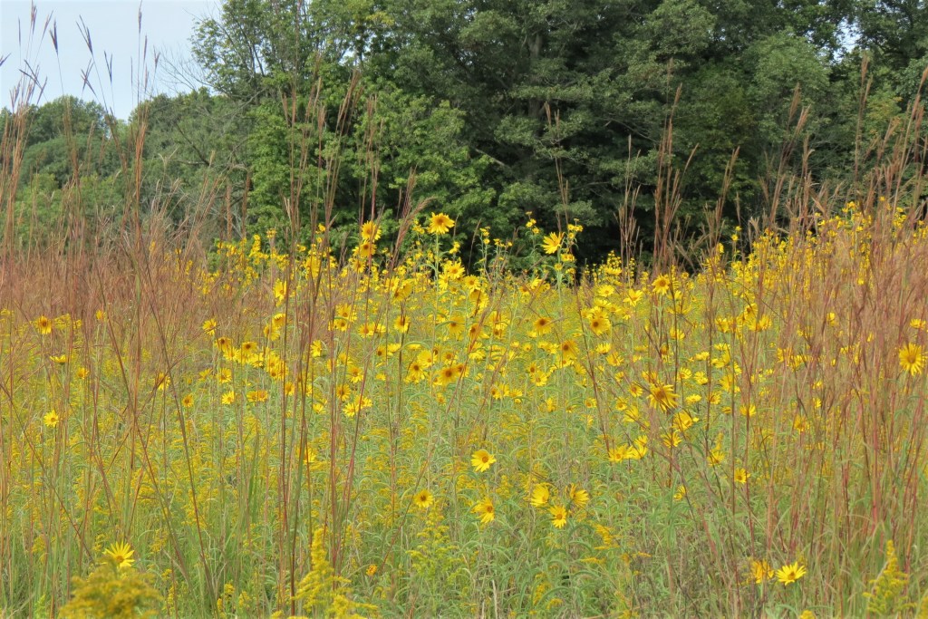 Gallery of Native Plants – Friends of the Sands