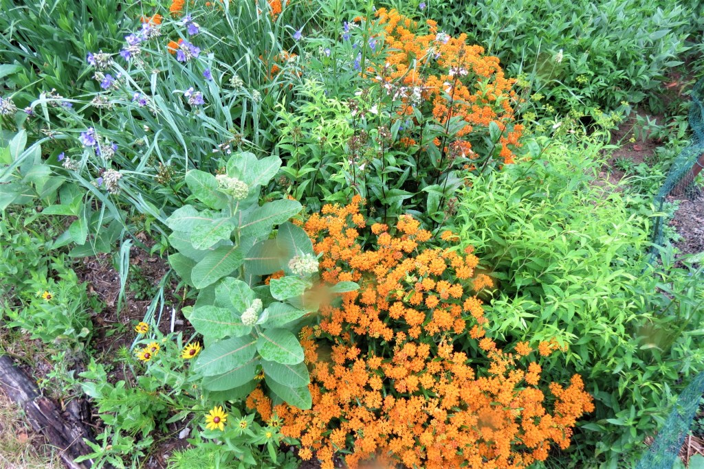 Gallery of Native Plants – Friends of the Sands