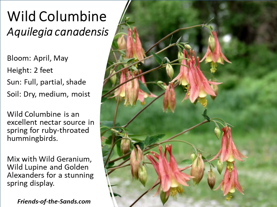 Gallery of Native Plants – Friends of the Sands