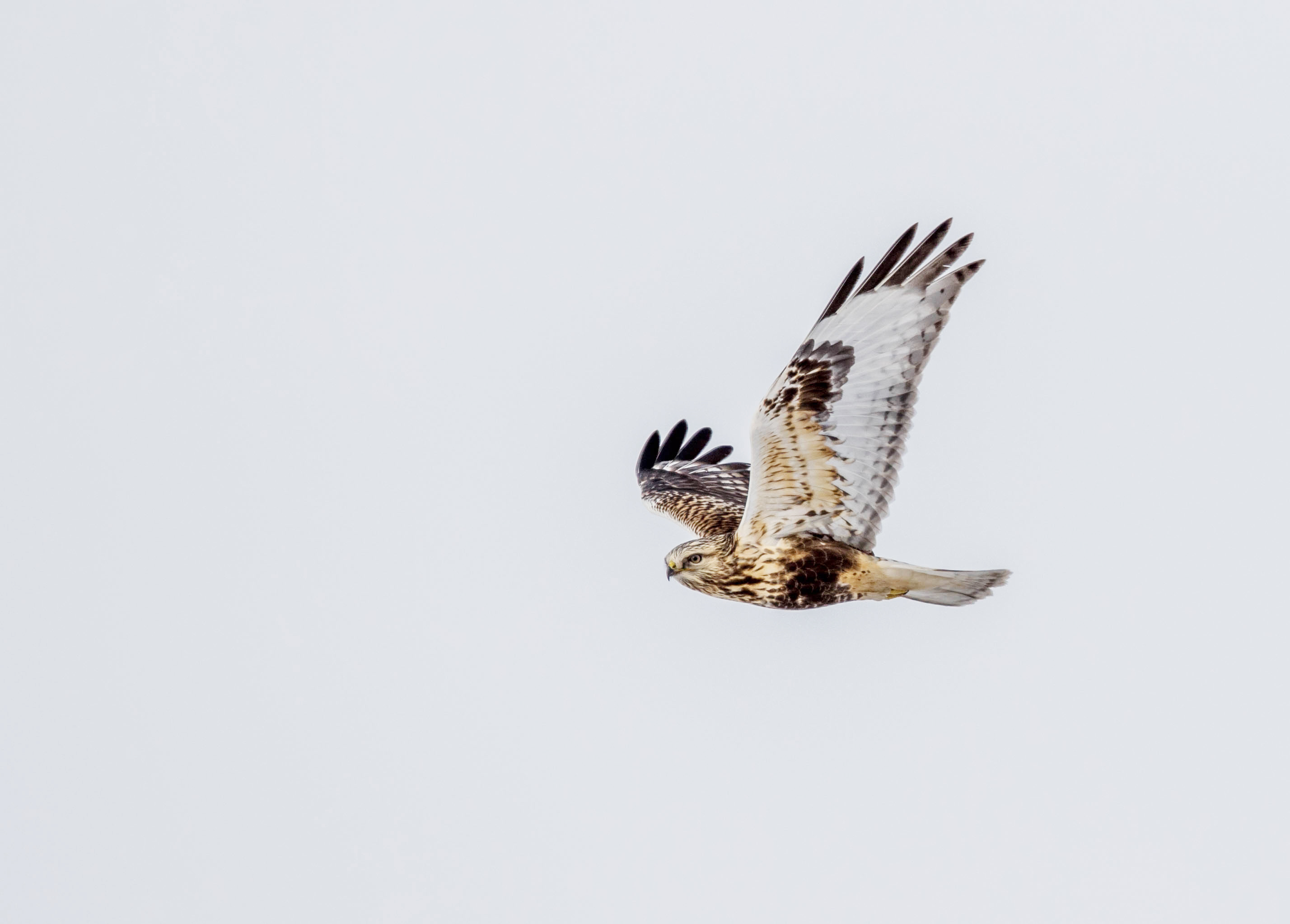 Getting Warmed Up with the Rough-legged Hawk – Friends of the Sands