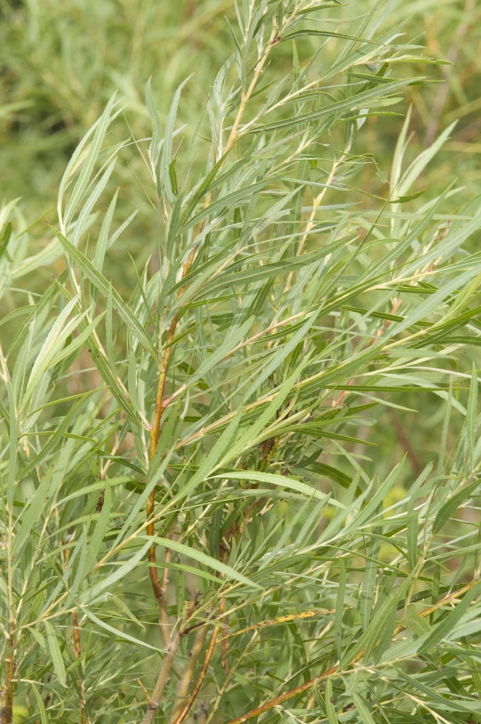 The Wildlife in the Willows – Friends of the Sands