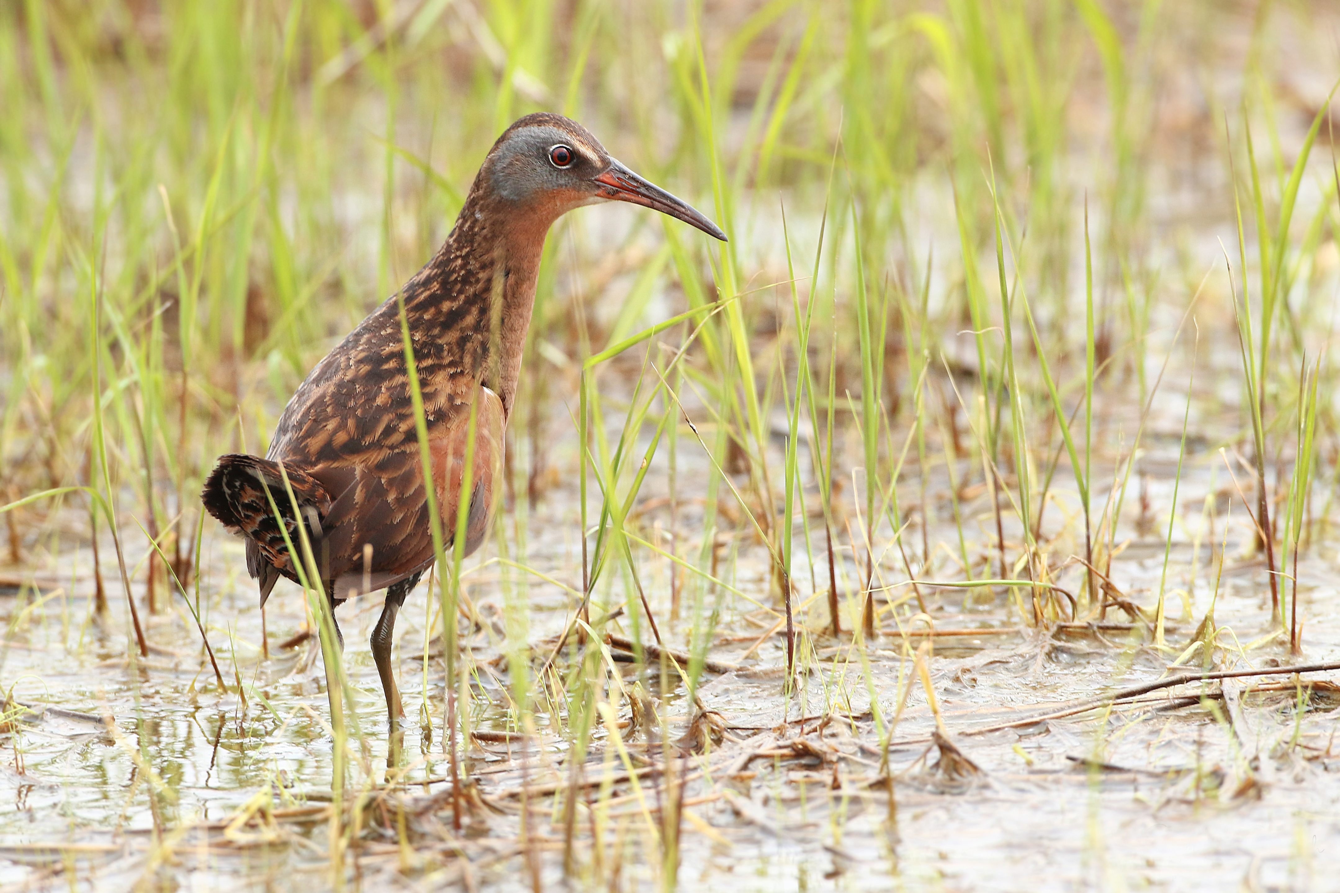 Spotlight on Wetlands and the Virginia Rail – Friends of the Sands