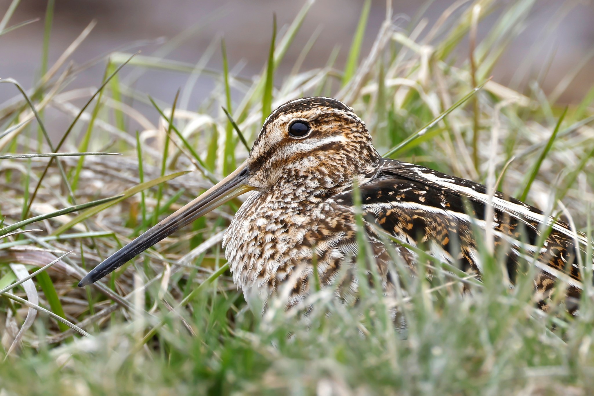 The Very Real Wilson’s Snipe – Friends of the Sands