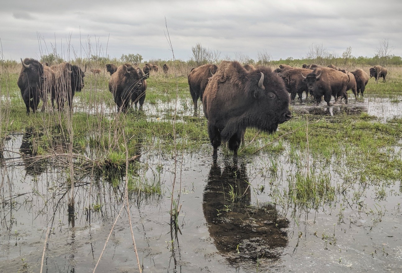 Marsh Gladness – Friends of the Sands
