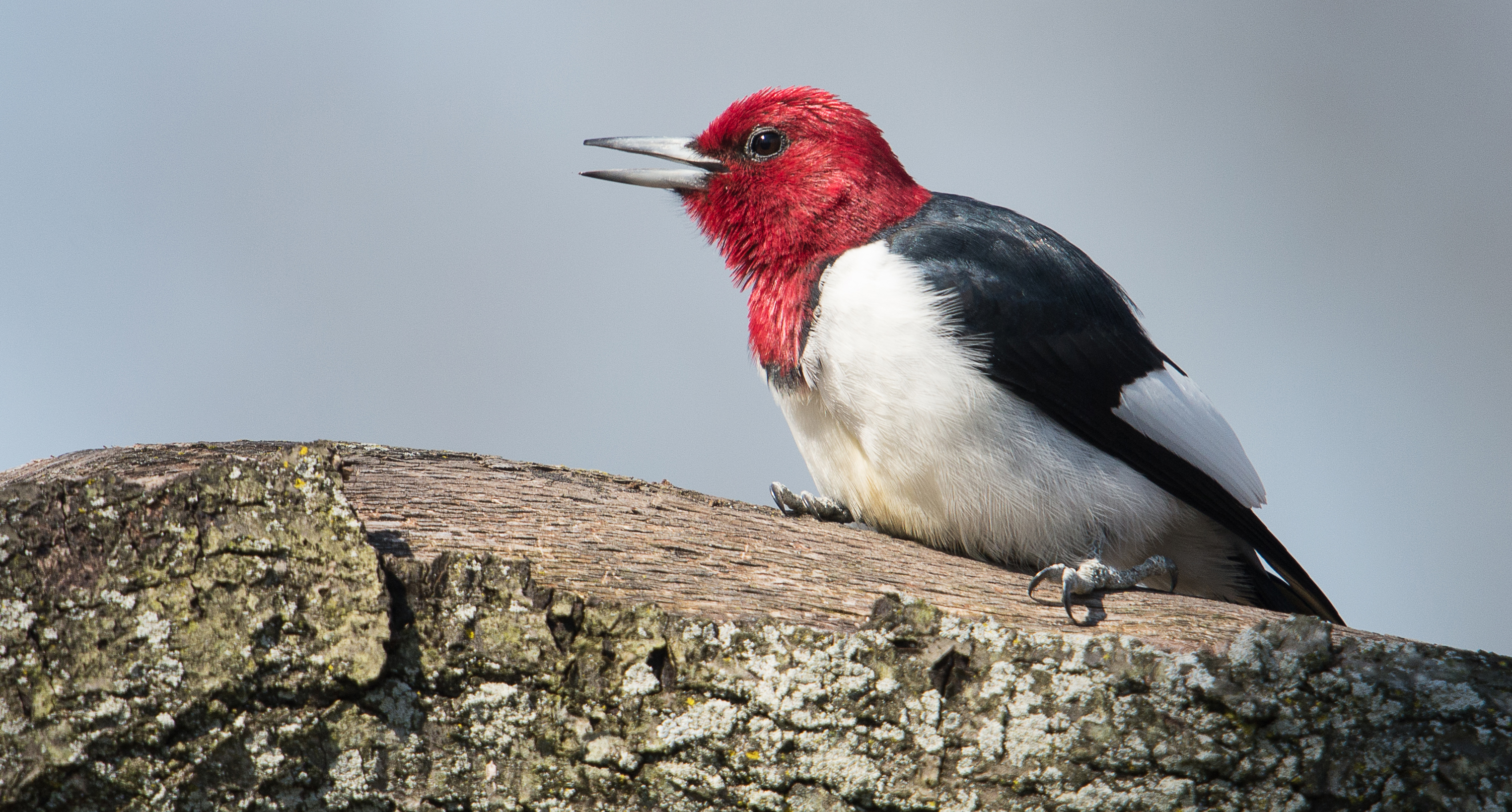 Hello Red-headed Woodpeckers! – Friends of the Sands